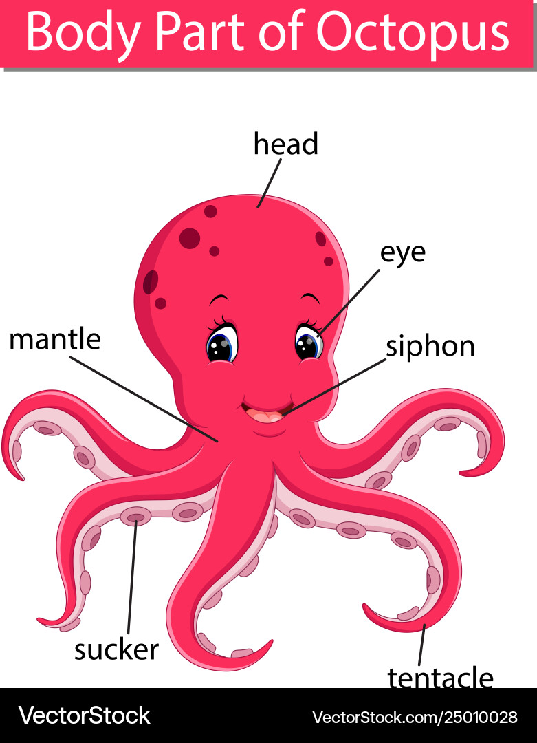 Octopus Anatomy Diagram Royalty Free Vector Image