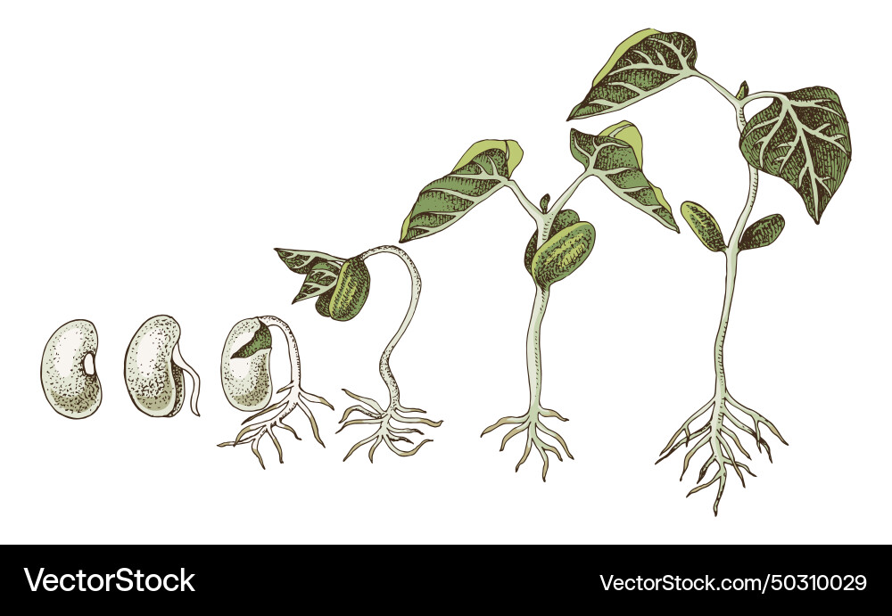 Stages of bean seed germination Royalty Free Vector Image