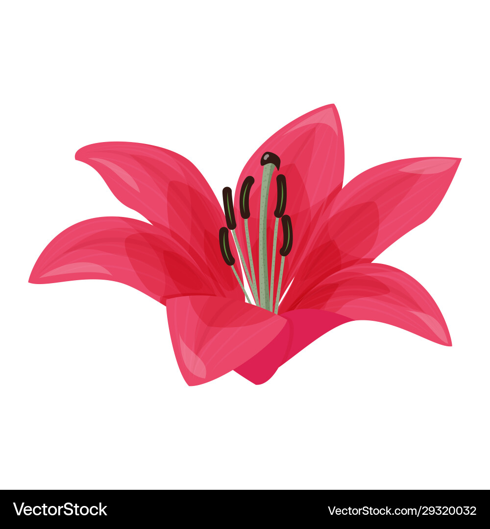 Red lily tropical flower isolated plant Royalty Free Vector