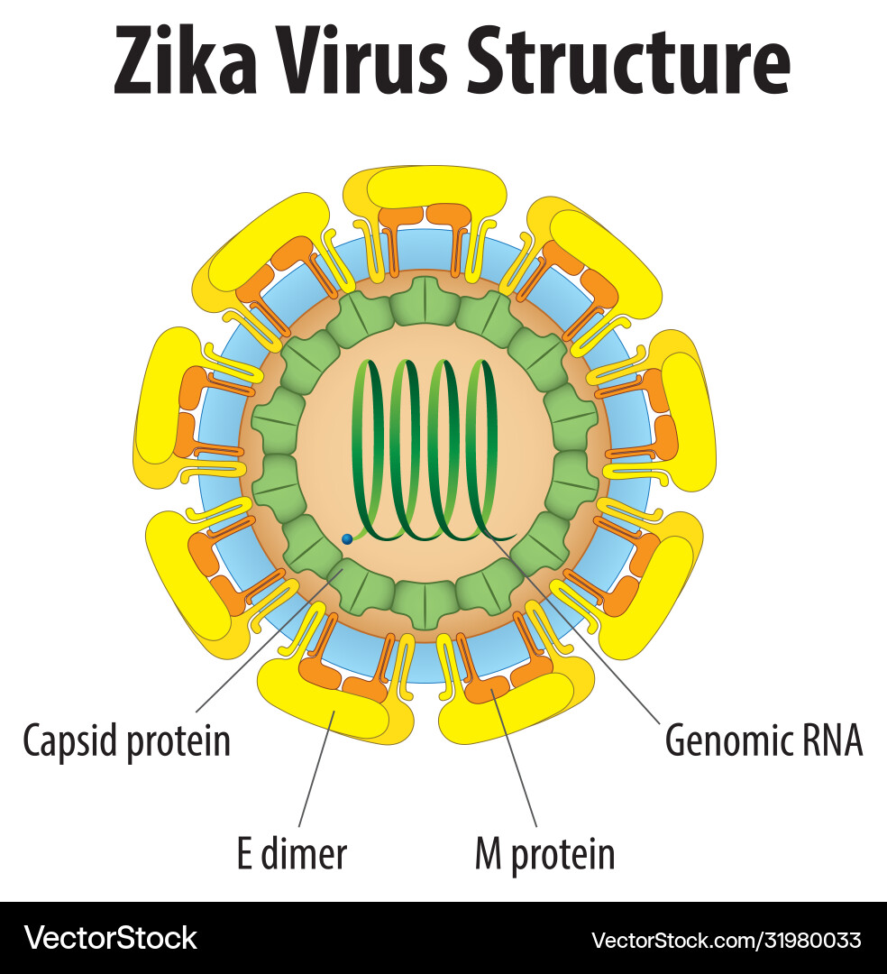 Chemistry and biology zika virus structure Vector Image