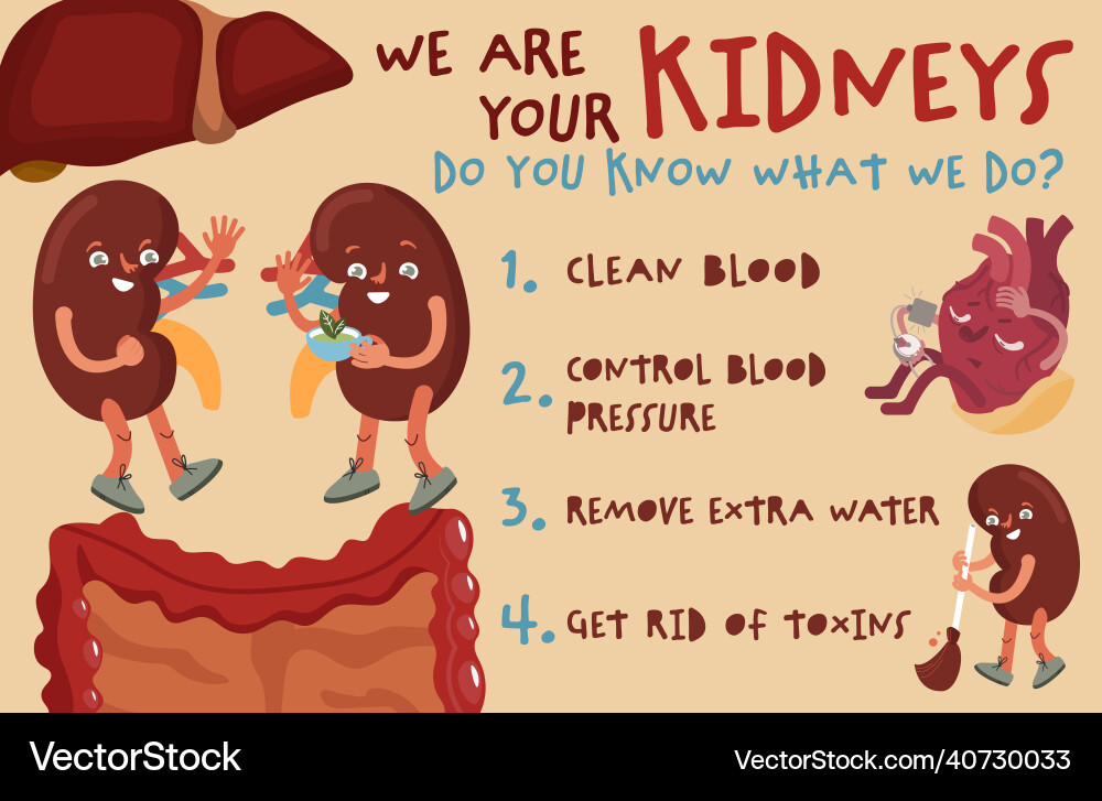 Kidney landscape poster for awareness checking Vector Image