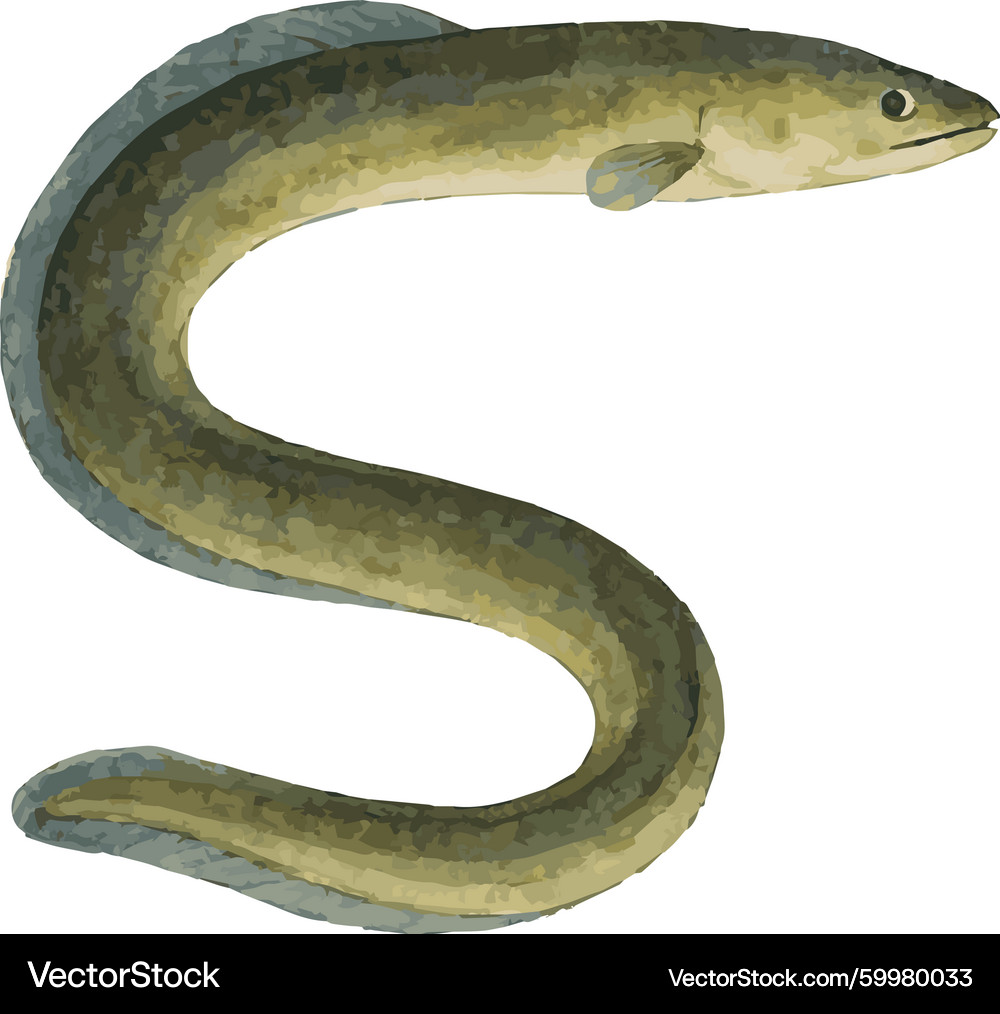 Realistic watercolor of an eel Royalty Free Vector Image