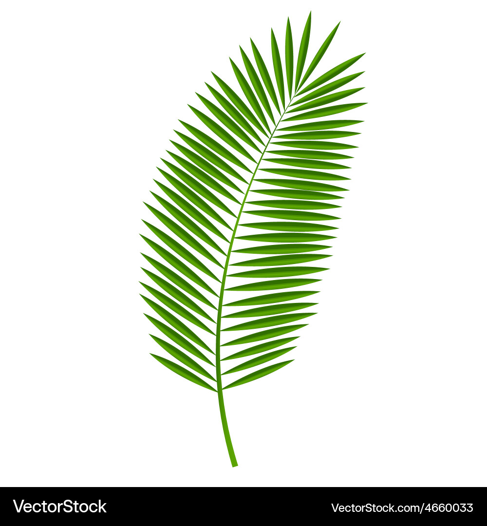 Tropical Palm Leaf Royalty Free Vector Image - VectorStock