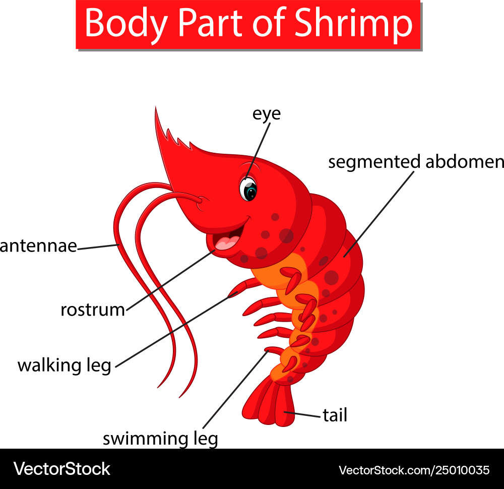 Diagram showing body part shrimp Royalty Free Vector Image