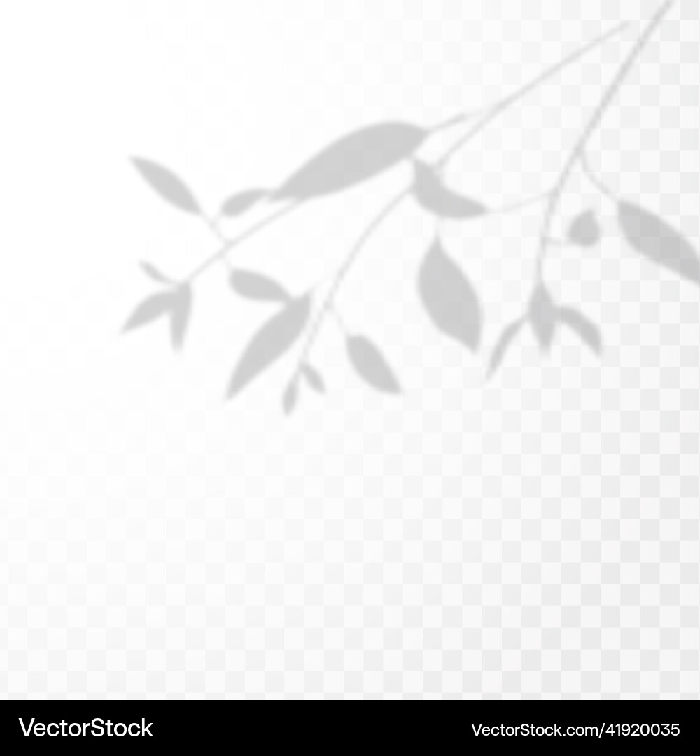 Realistic shadow tropical leaves and branches Vector Image