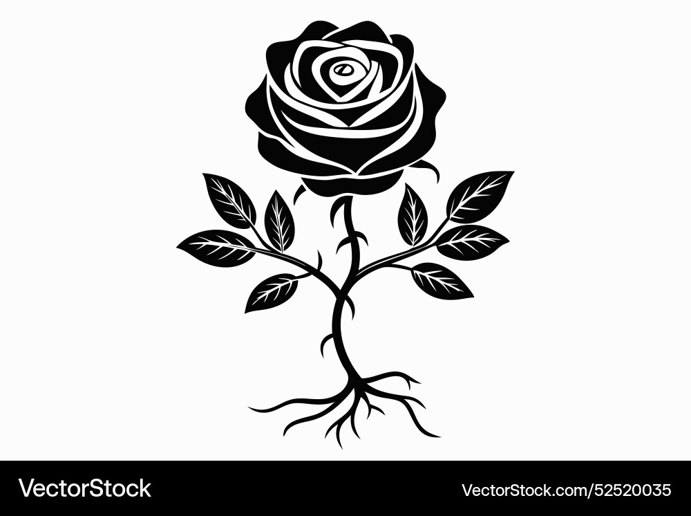 Rose flower root silhouette o Royalty Free Vector Image