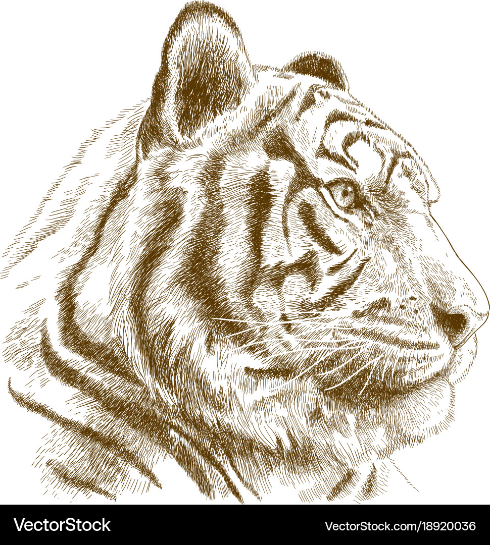 Engraving of tiger head Royalty Free Vector Image
