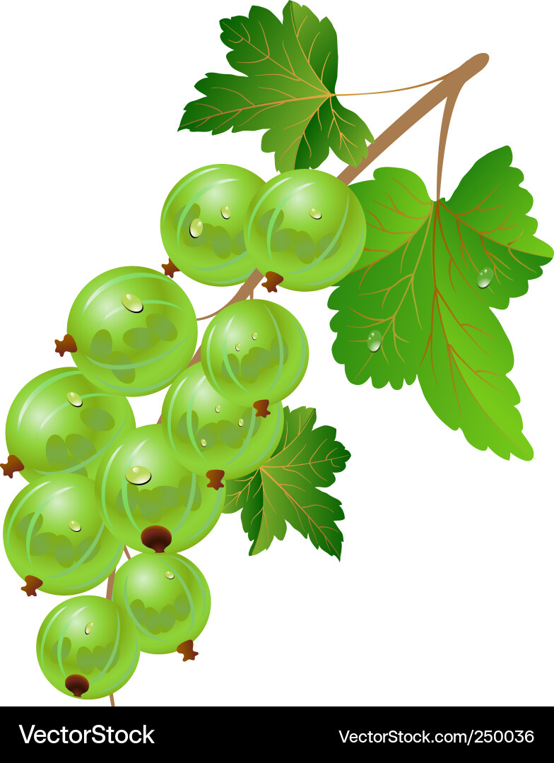 Green gooseberry Royalty Free Vector Image - VectorStock