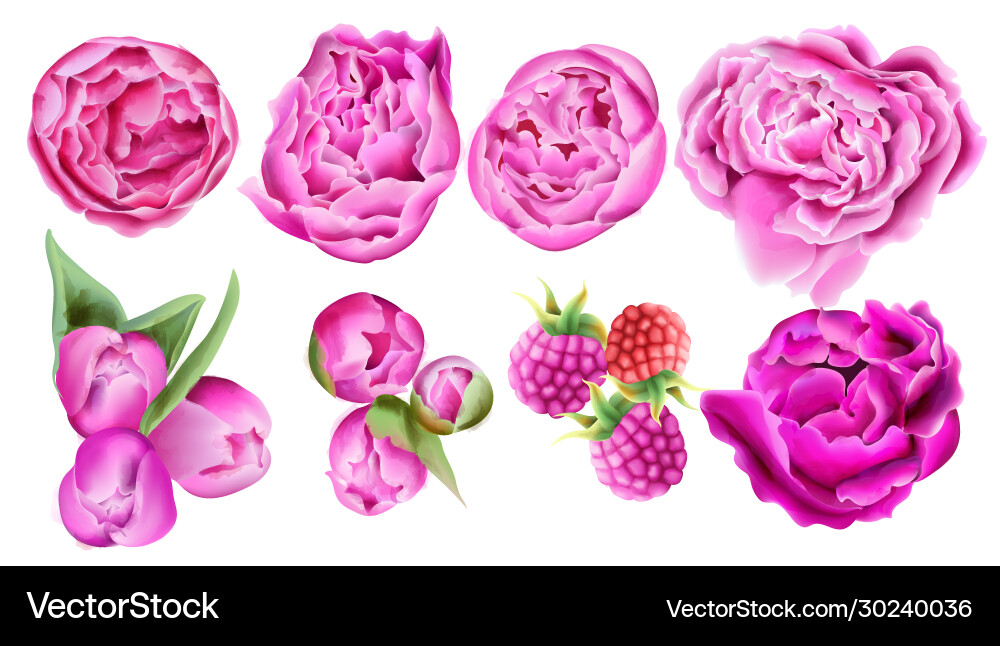 Watercolor raspberry bright pink roses and tulip Vector Image