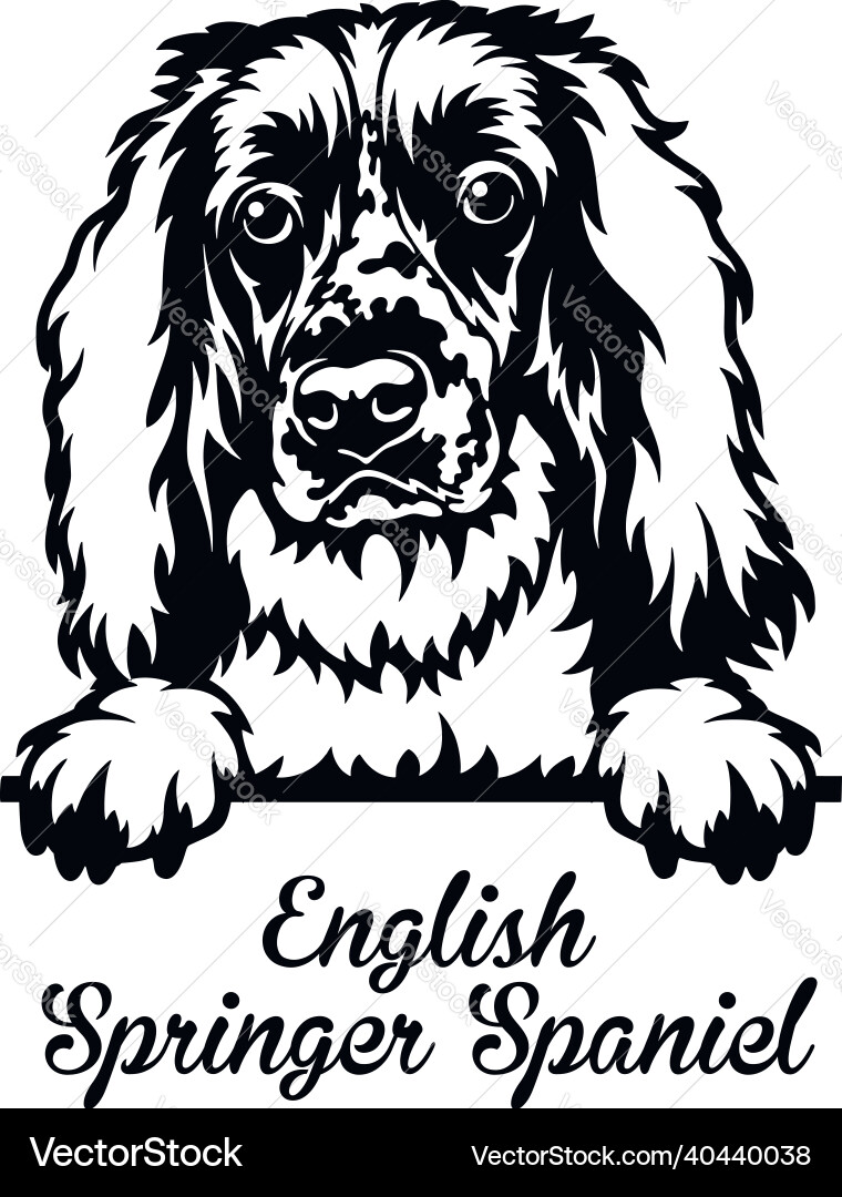English springer spaniel peeking dog - head Vector Image