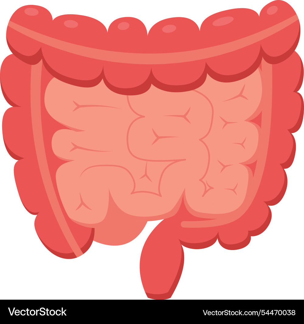 Human Intestine Anatomy Royalty Free Vector Image