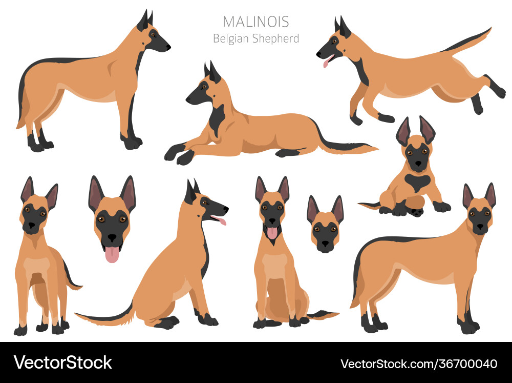 Belgian shepherd malinois clipart different poses Vector Image