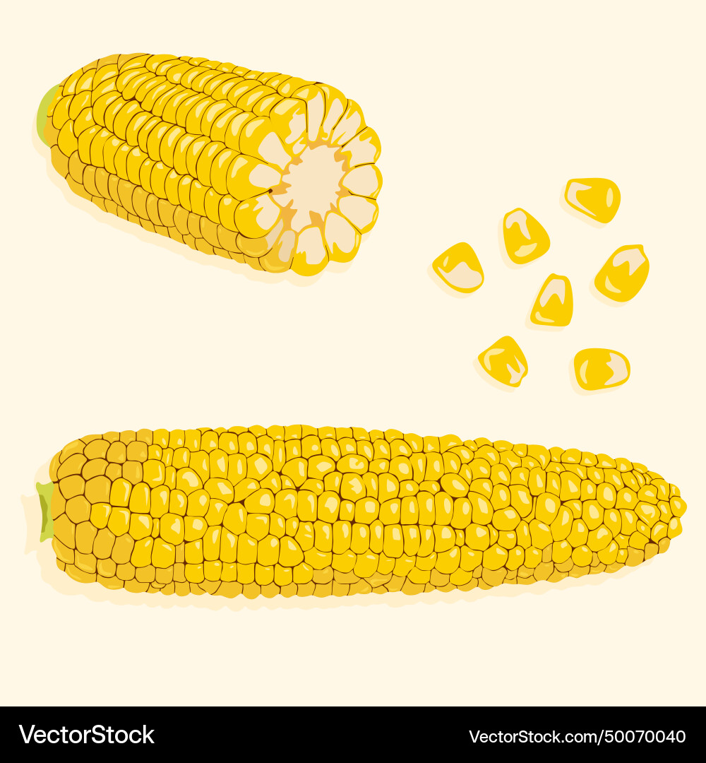 Peeled whole corn its half and individual grains Vector Image