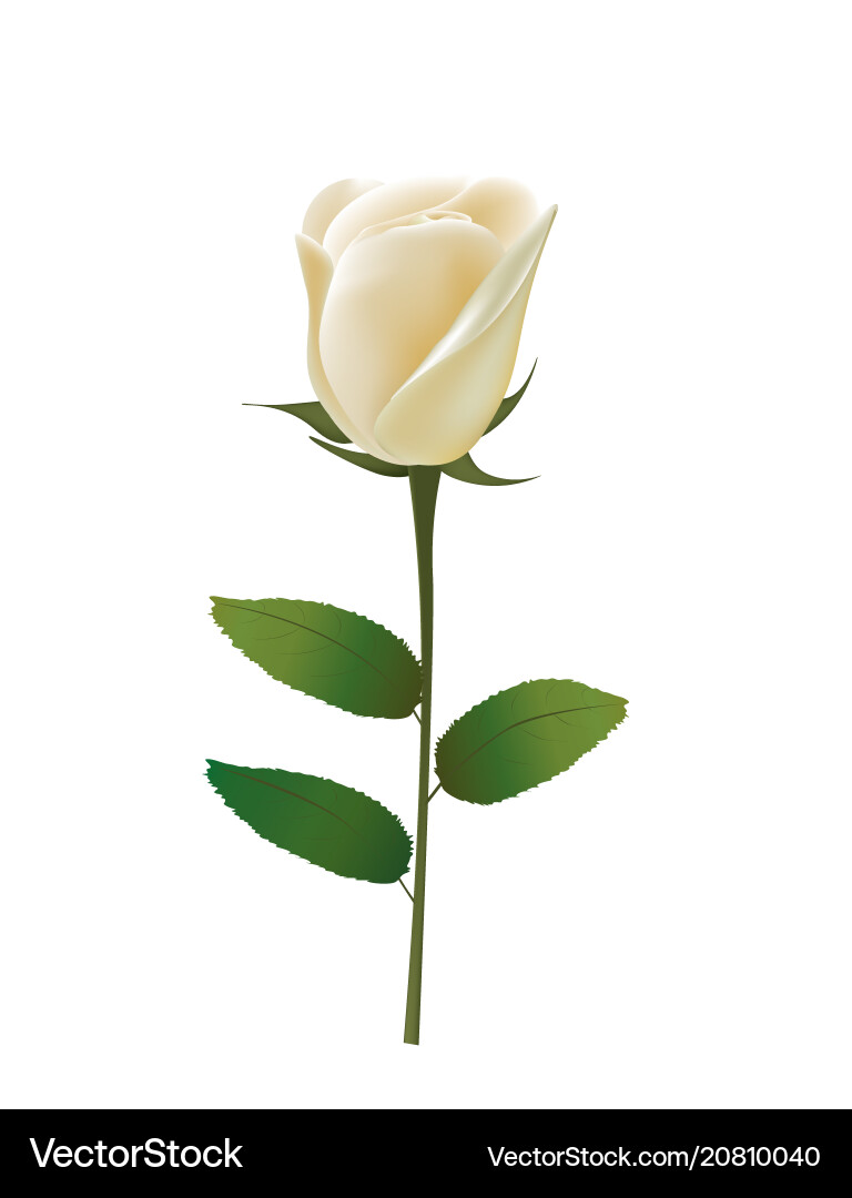 White rose Royalty Free Vector Image - VectorStock