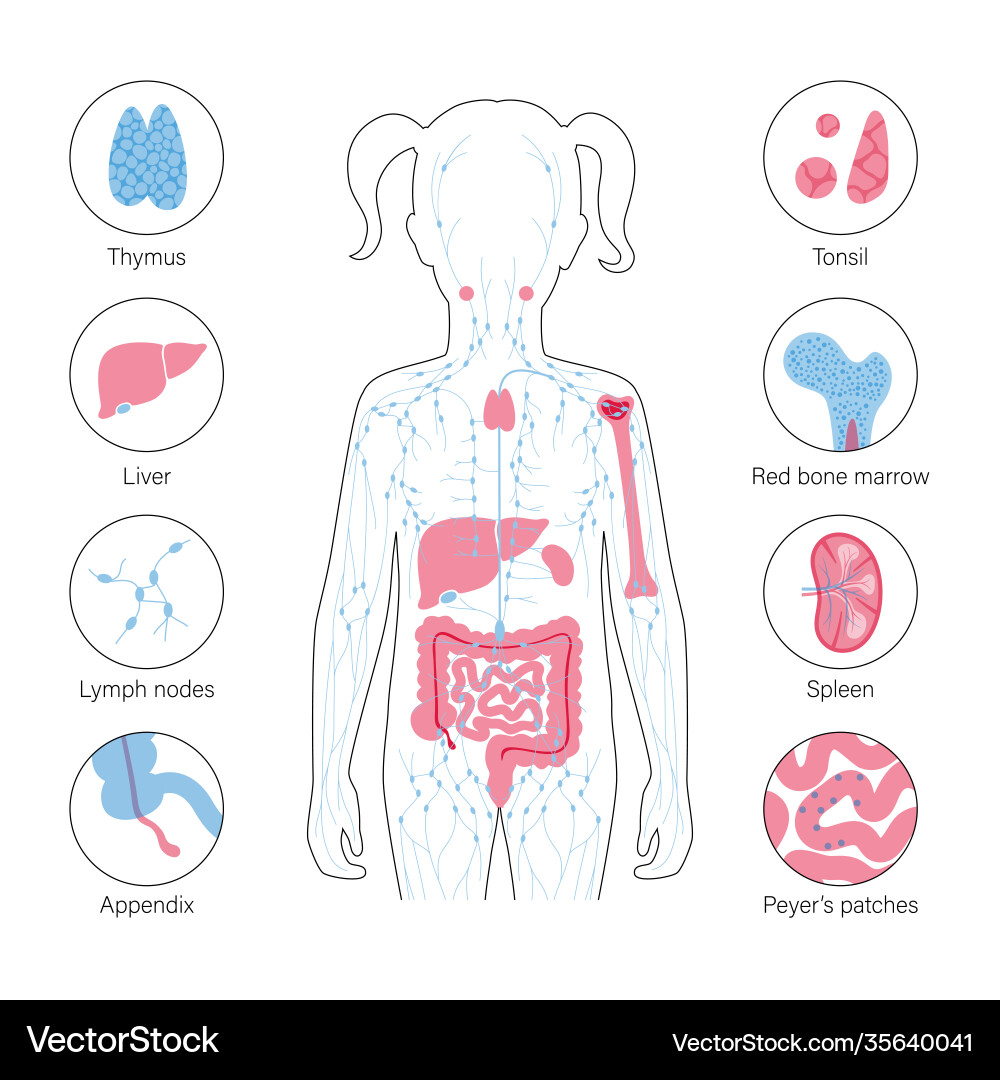 Lymphatic system concept Royalty Free Vector Image