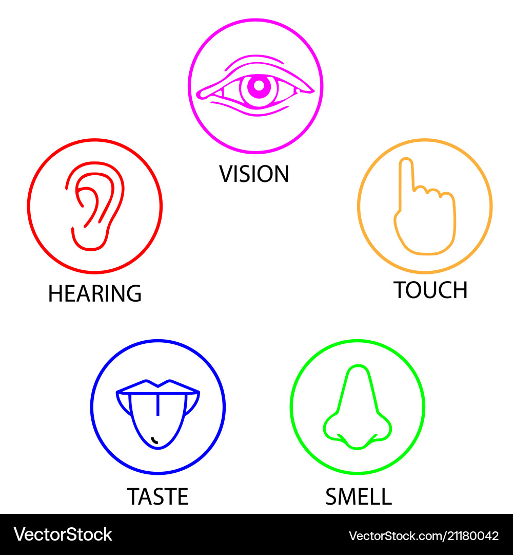 Human senses Royalty Free Vector Image - VectorStock