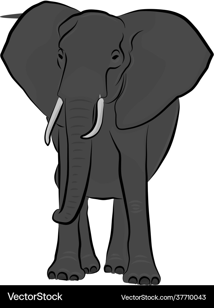 African elephant Royalty Free Vector Image - VectorStock