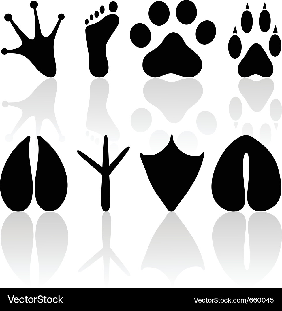 Footprint collection Royalty Free Vector Image