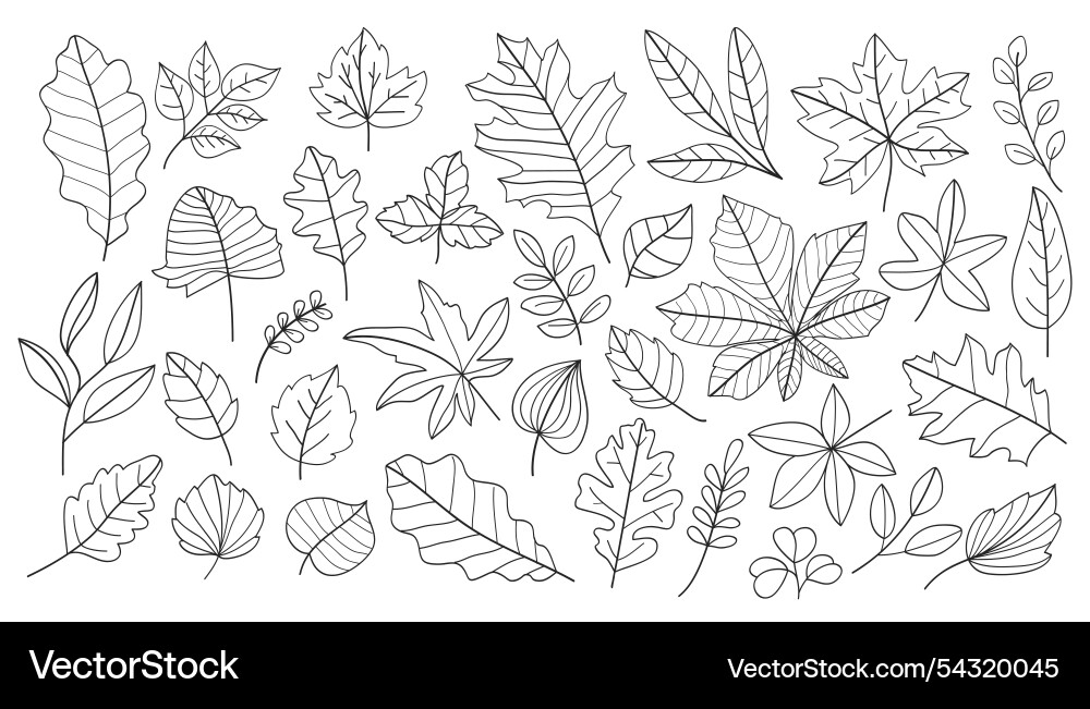 Hand drawn autumn leaves outline from different Vector Image
