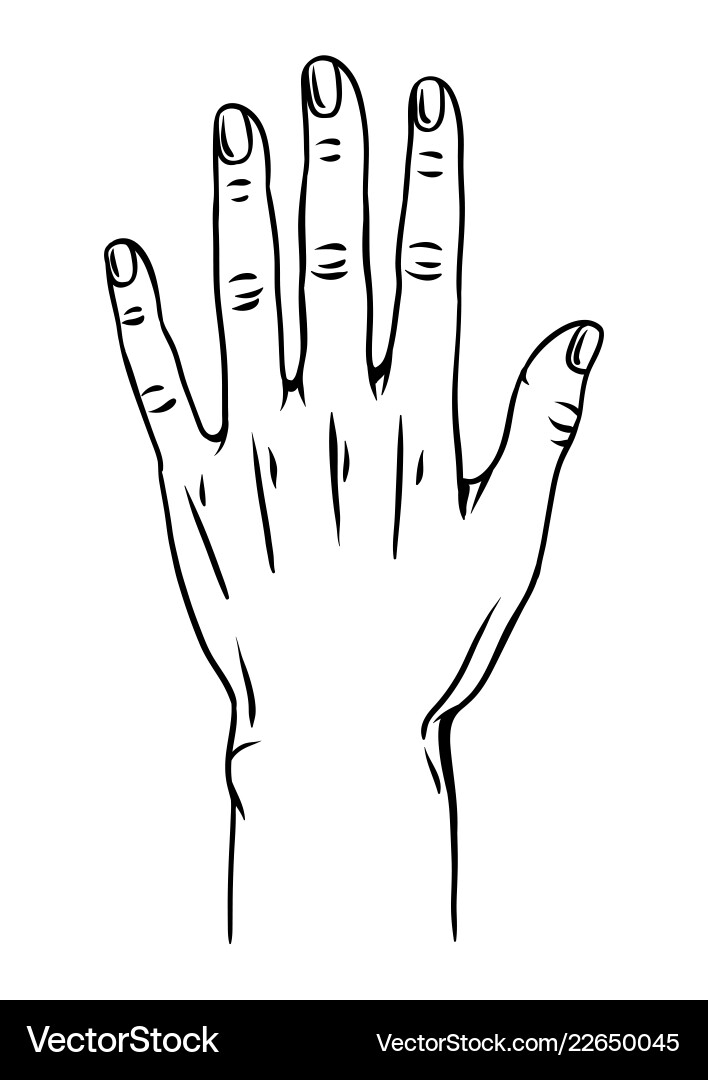 Human hand Royalty Free Vector Image - VectorStock