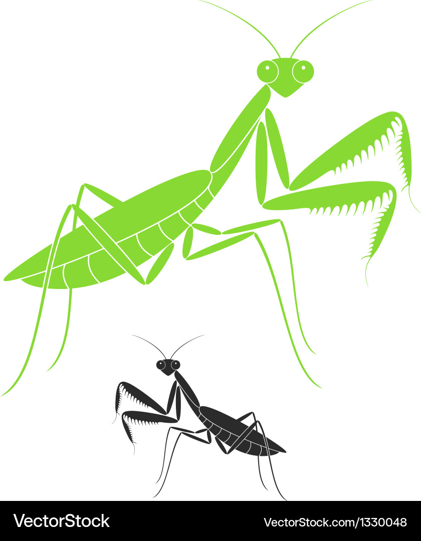 Praying mantis Royalty Free Vector Image - VectorStock
