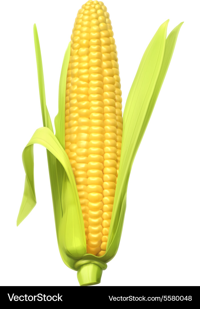 Ripe corn ear Royalty Free Vector Image - VectorStock