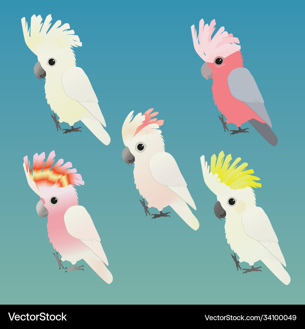 Cockatoo collection Royalty Free Vector Image - VectorStock