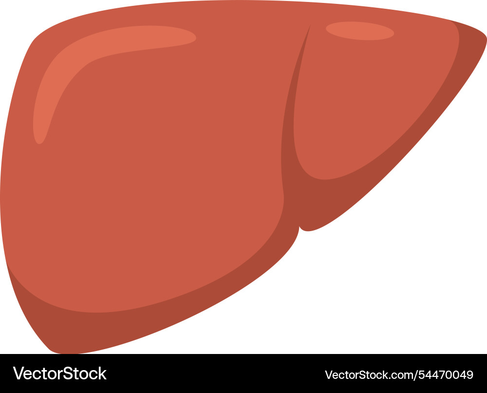 Realistic of a healthy human liver Royalty Free Vector Image