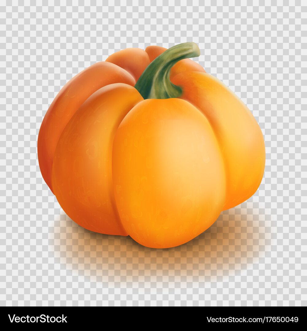 Realistic pumpkin isolated Royalty Free Vector Image