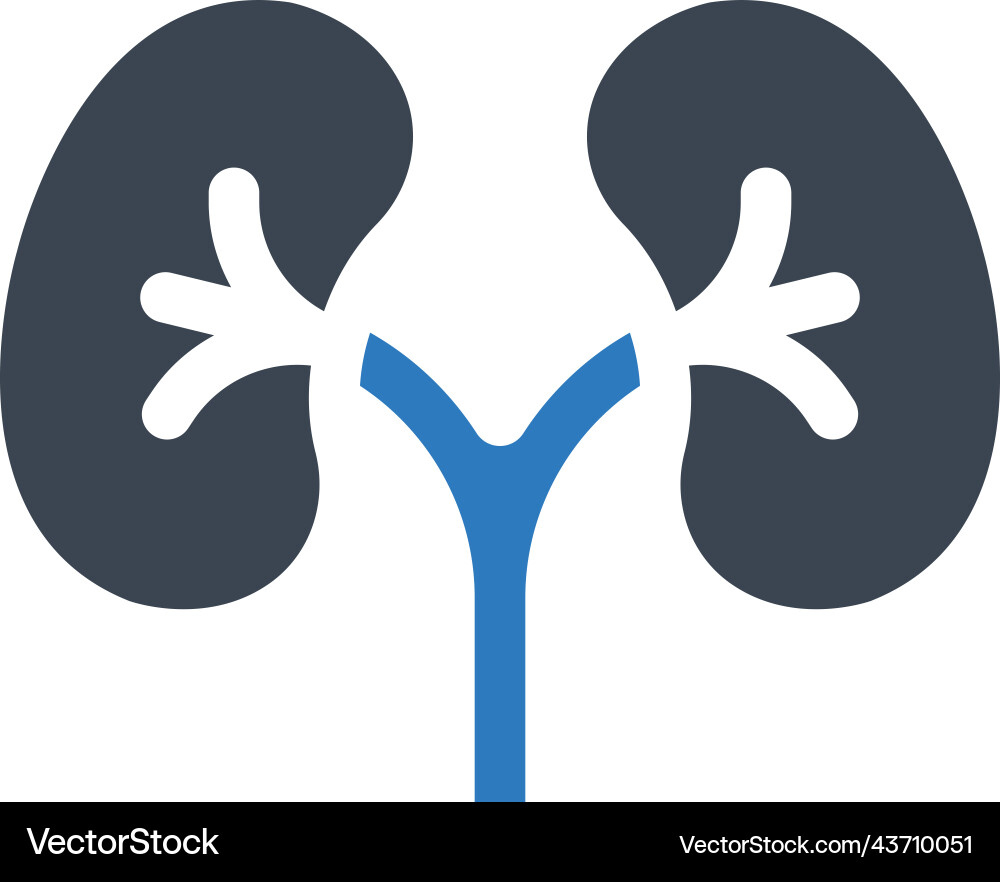 Human kidneys icon Royalty Free Vector Image - VectorStock