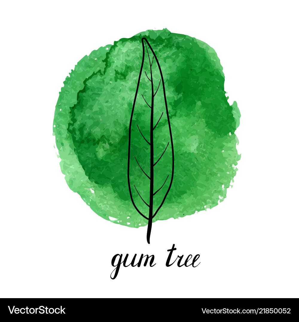 Leaf of gum tree Royalty Free Vector Image - VectorStock