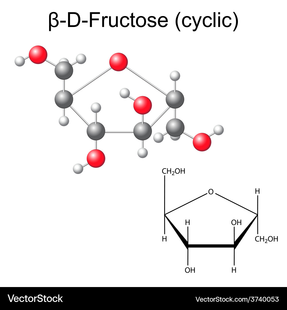 Structural chemical formula and model of fructose Vector Image