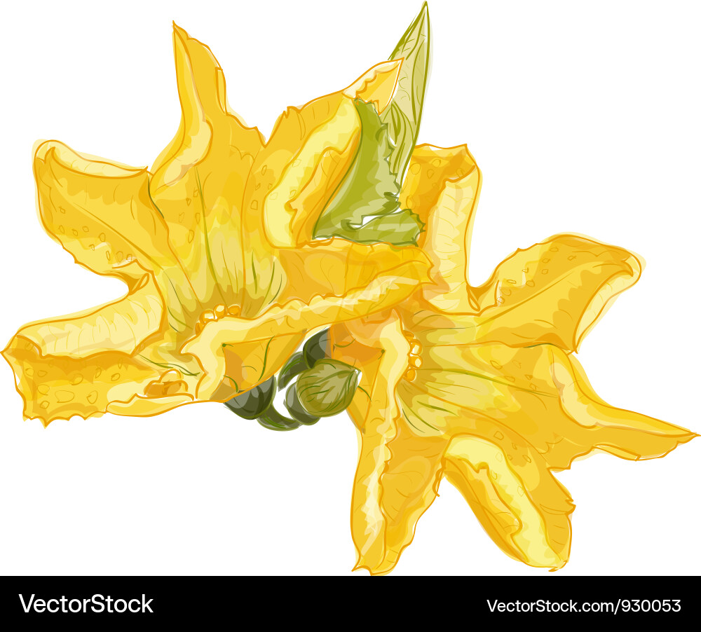 Zucchini flower Royalty Free Vector Image - VectorStock