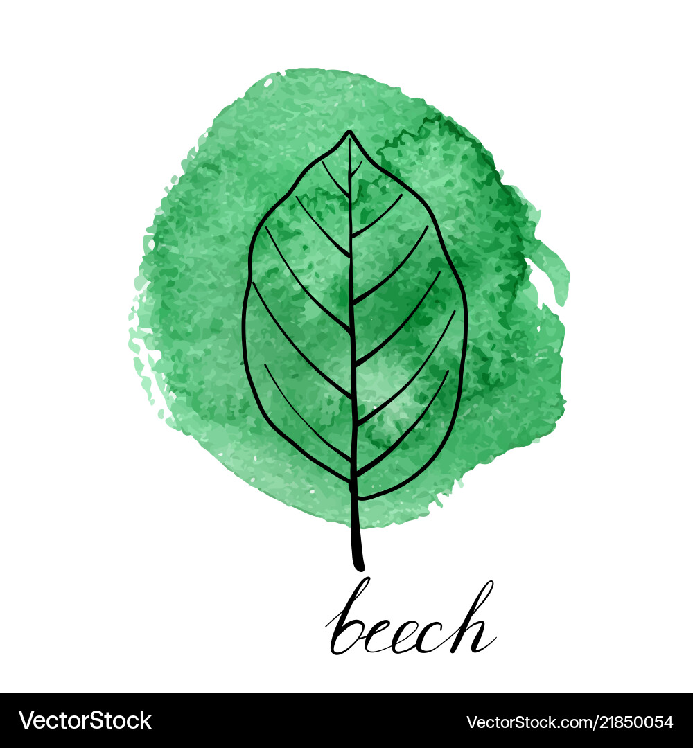 Leaf of beech tree Royalty Free Vector Image - VectorStock