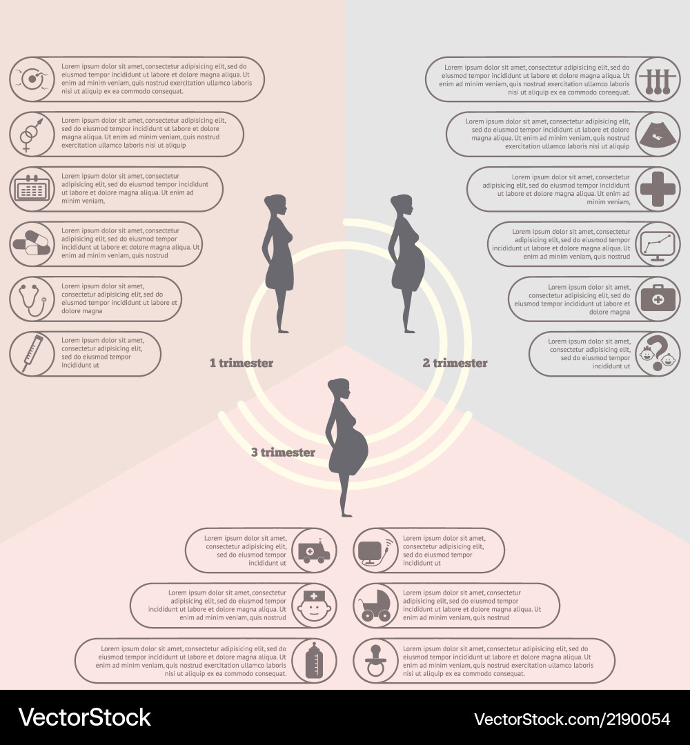 Pregnancy and birth infographics stages Royalty Free Vector
