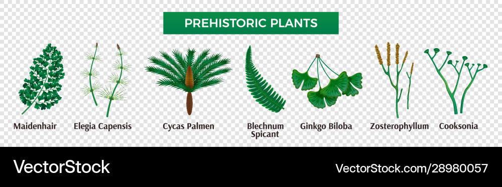 Prehistoric flora plants set Royalty Free Vector Image