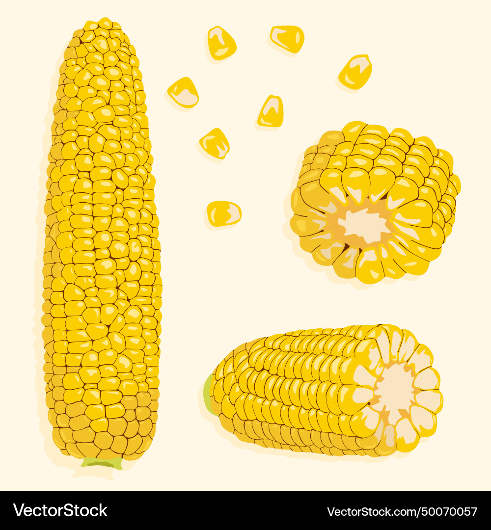 Whole corn and its cut parts Royalty Free Vector Image