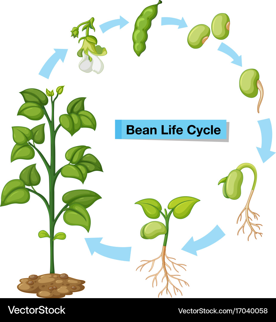 Diagram showing bean life cycle Royalty Free Vector Image