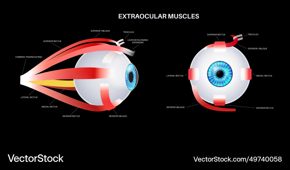 Extraocular muscles anatomy Royalty Free Vector Image
