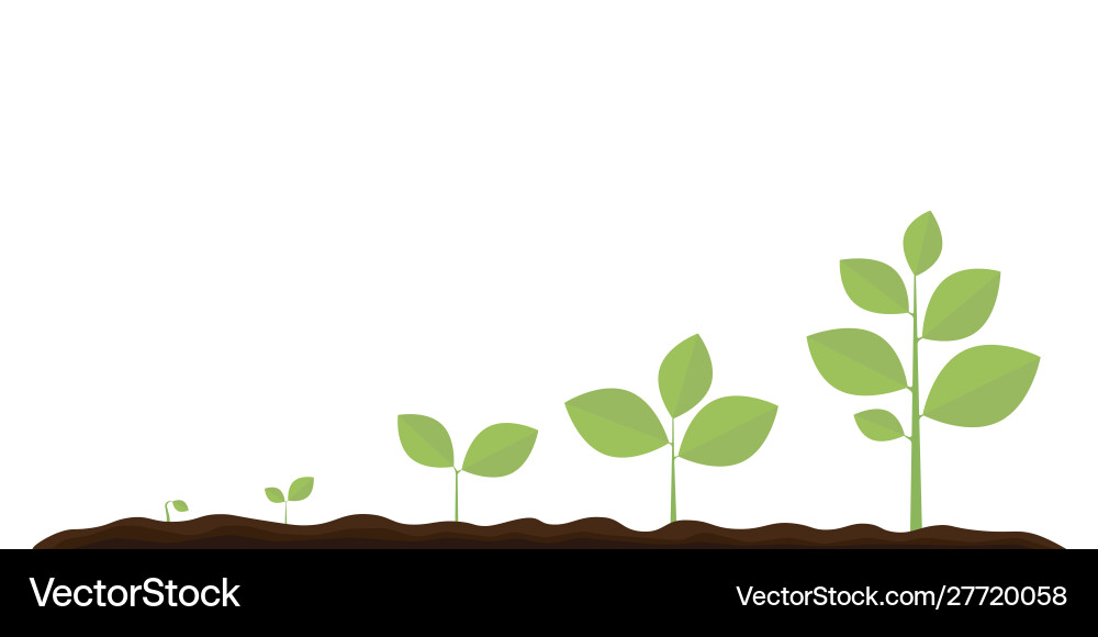Infographic planting tree seedling gardening Vector Image