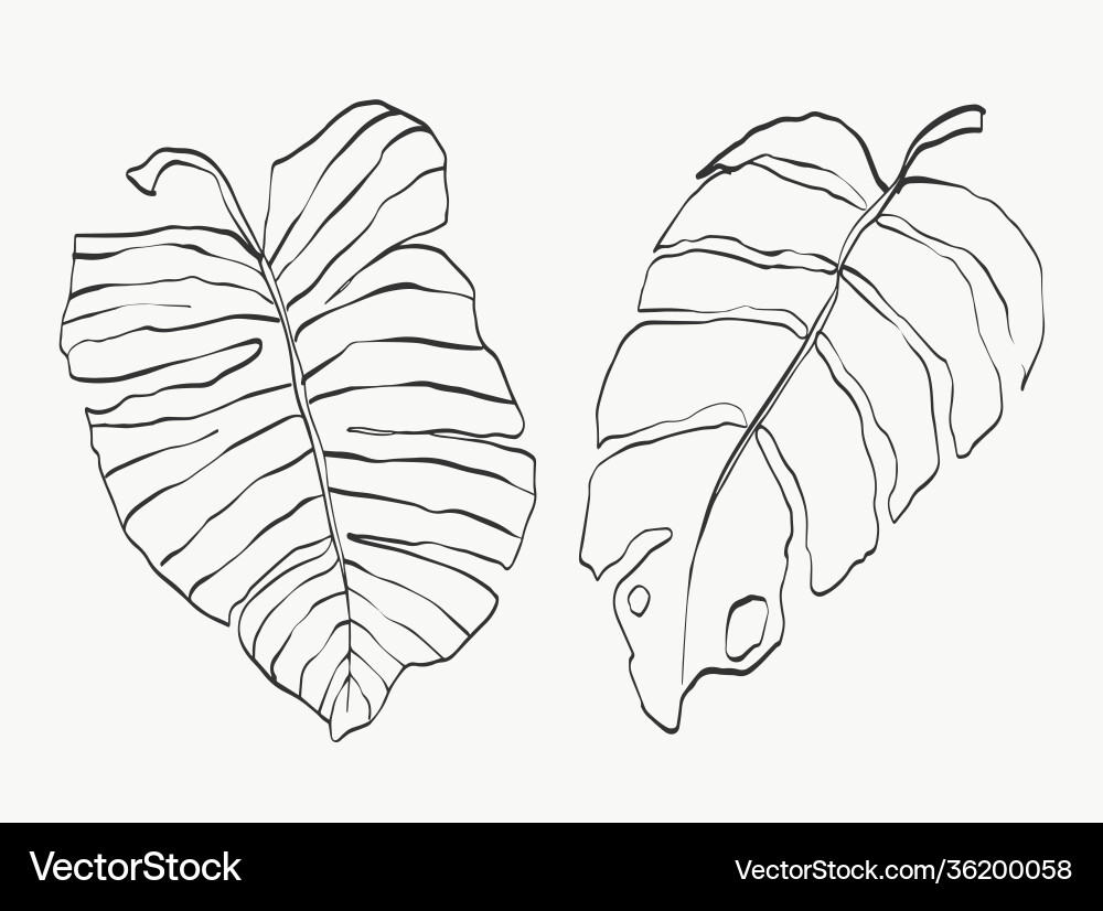 Monstera leaves line art abstract modern Vector Image