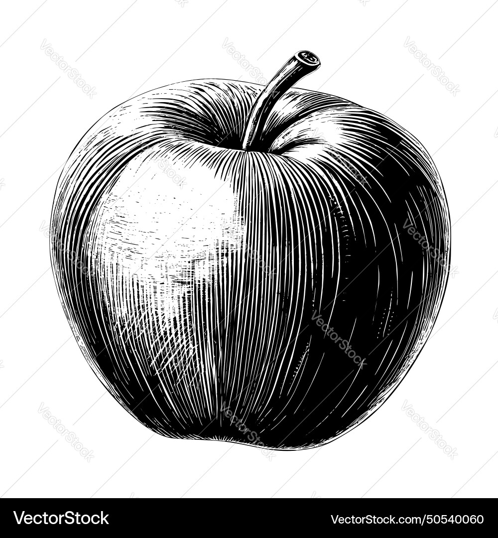 Apple engraving hand drawn isolated fruit Vector Image
