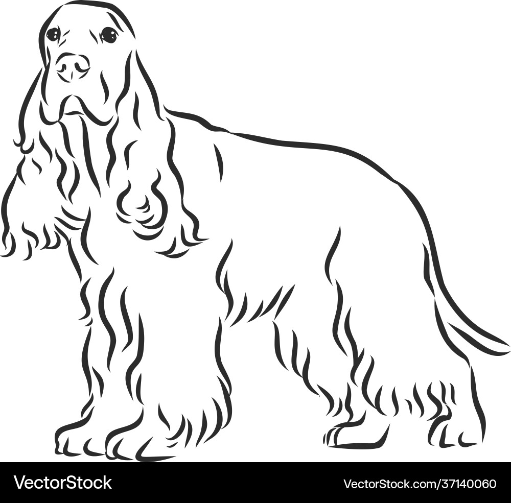 Hand drawn english cocker spaniel sketch style Vector Image