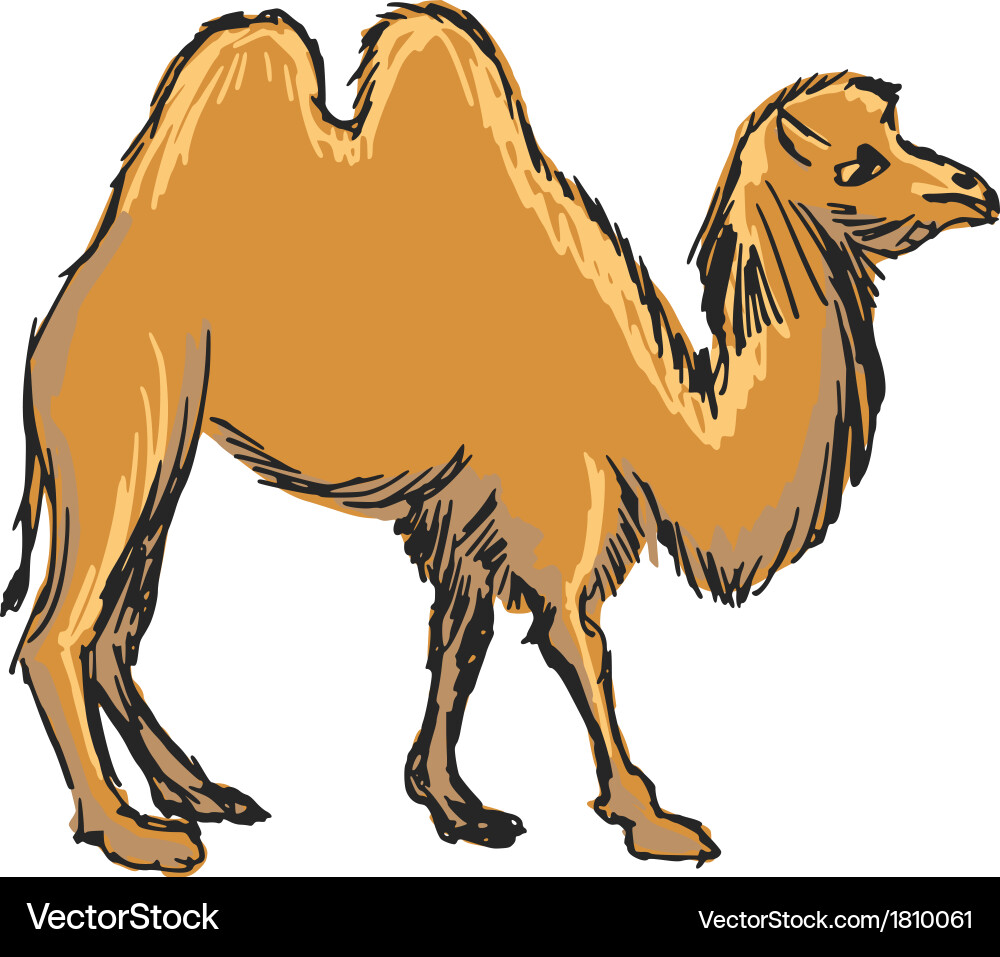 Camel Royalty Free Vector Image - VectorStock