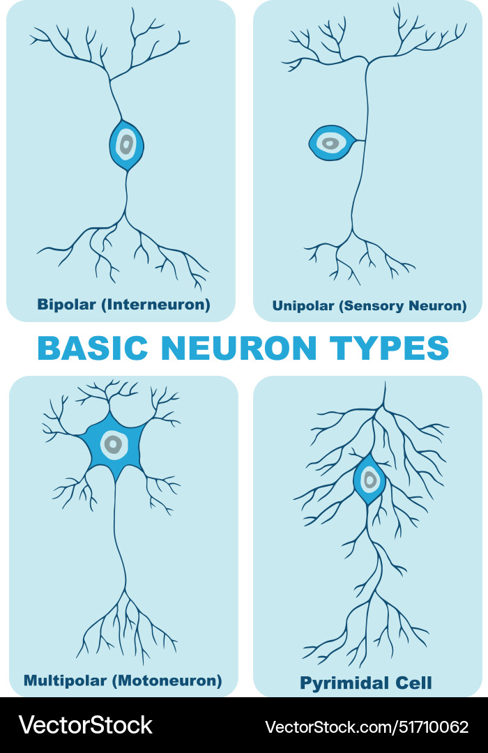 Basic neuron types Royalty Free Vector Image - VectorStock