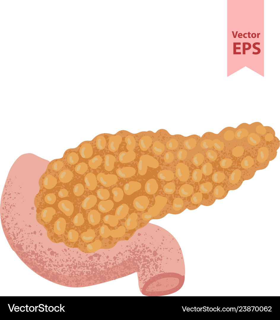 Human pancreas anatomy Royalty Free Vector Image