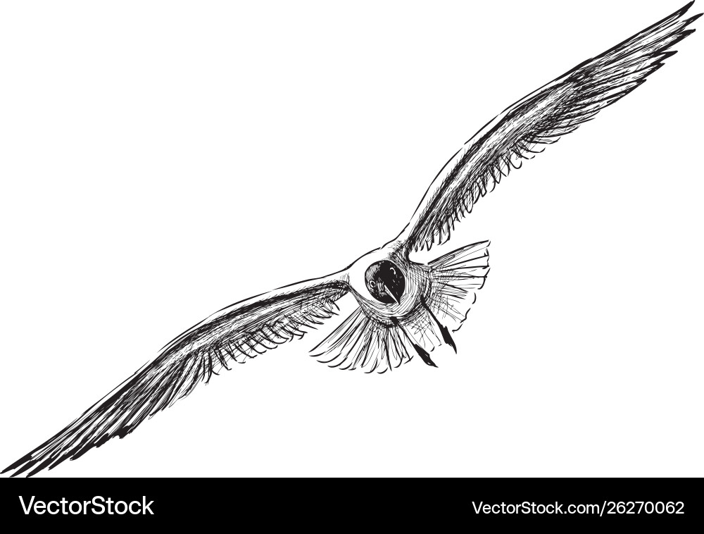 Sketch a flying big sea gull Royalty Free Vector Image