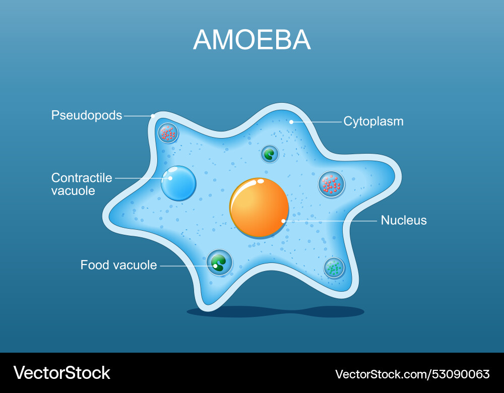 Amoeba anatomy Royalty Free Vector Image - VectorStock