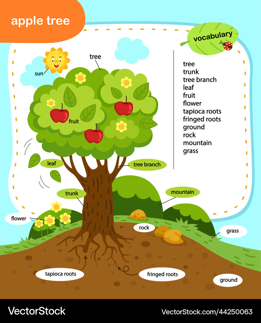 Education vocabulary apple tree Royalty Free Vector Image