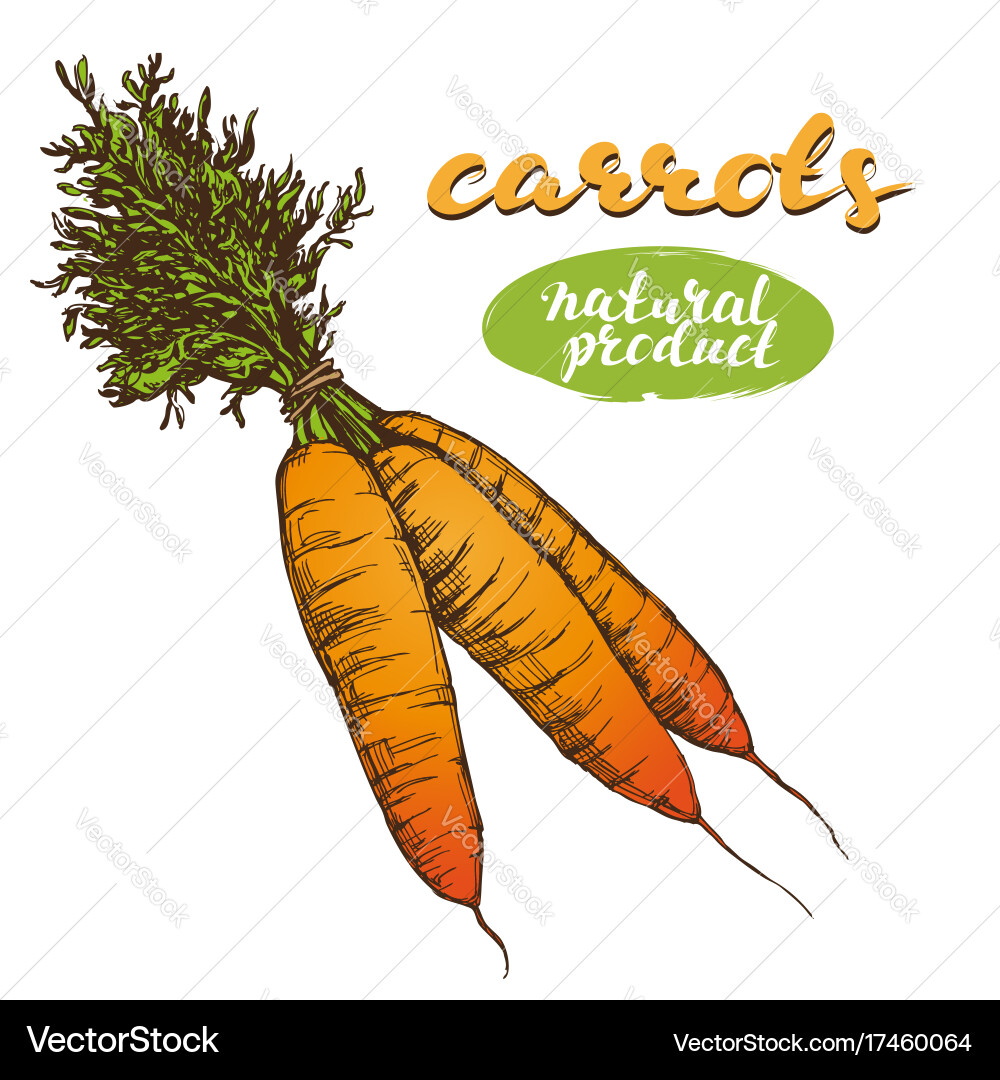 Carrots vegetable set hand drawn Royalty Free Vector Image